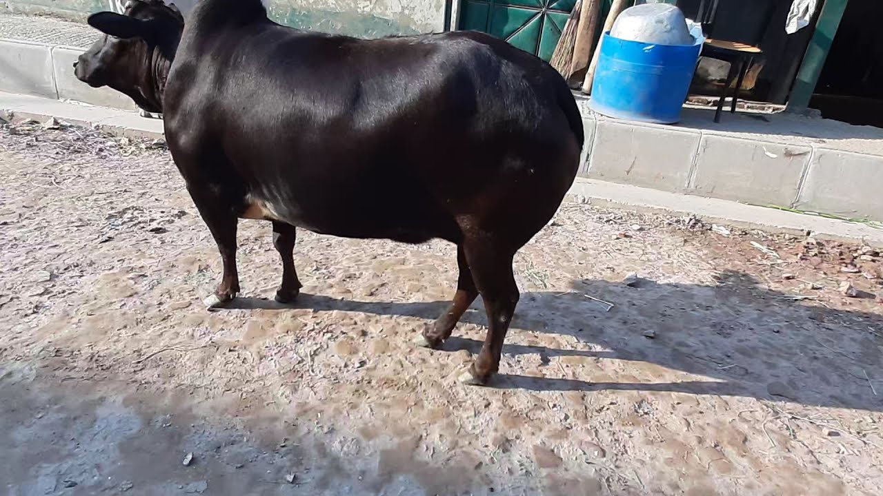 Guinness World Record The World s Shortest Cow World Smallest Cow guinness-world-record-the-world-s-shortest-cow-world-smallest-cow