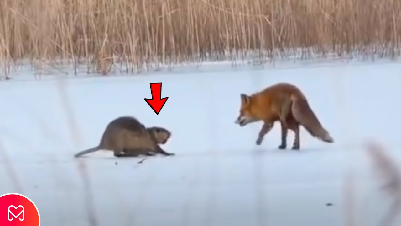 INCRÍVEL RAPOSA ATACA RATO GIGANTE - YouTube