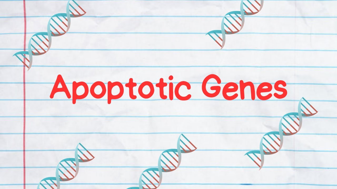 Apoptotic genes Mnemonics - YouTube