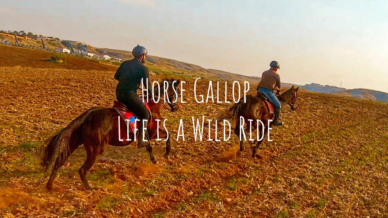 Life is a wild ride - Horse Riding Tales - YouTube