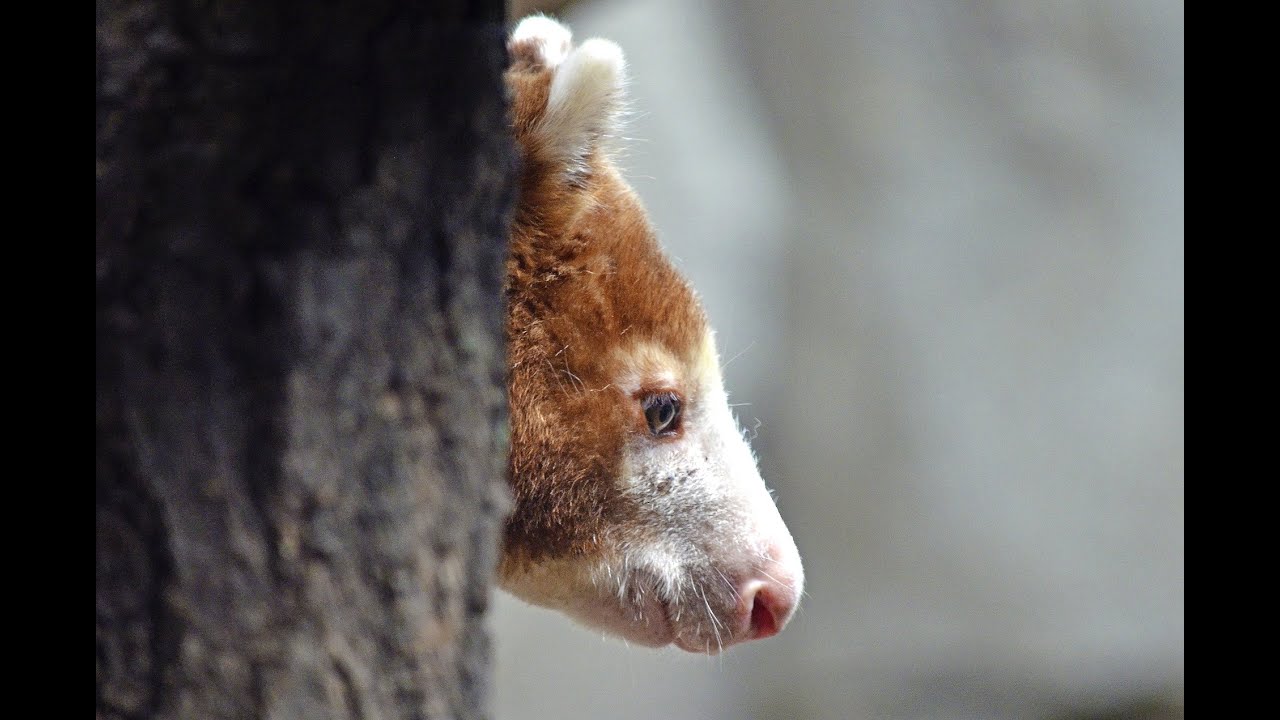 Quest for the Tree Kangaroo by Sy Montgomery - YouTube