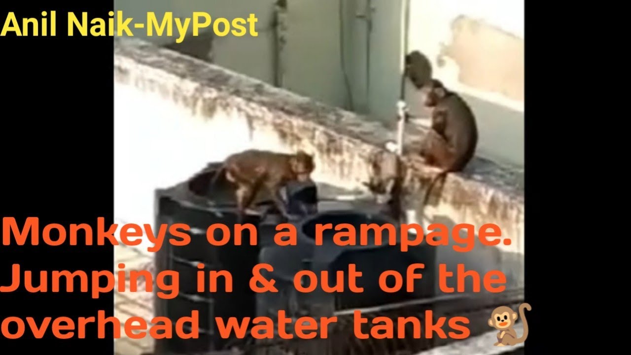 Monkeys on a rampage.Jumping in & out of the overhead water tanks ...