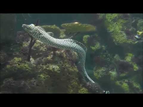 Mittelmeer-Muräne (Muraena helena) - Mediterranean moray - Haus des Meeres