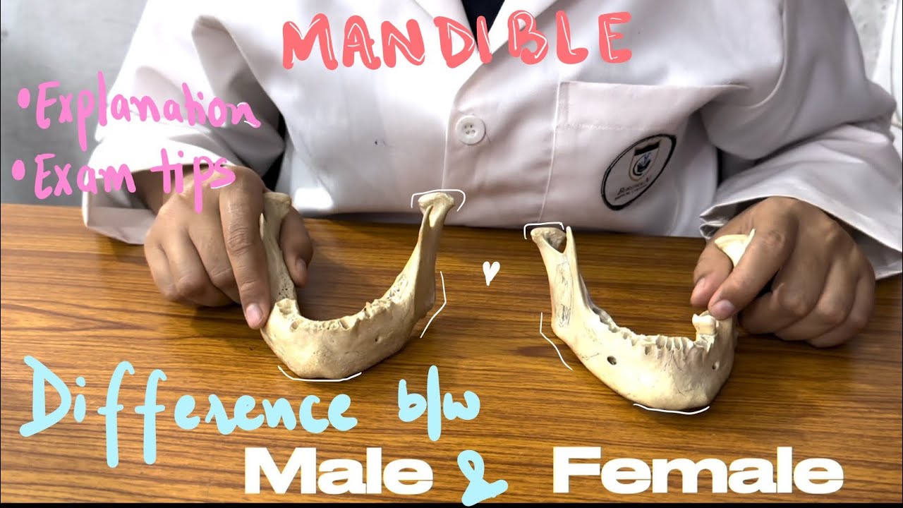 Mandible-Male & Female differences with explanation| sex determination ...