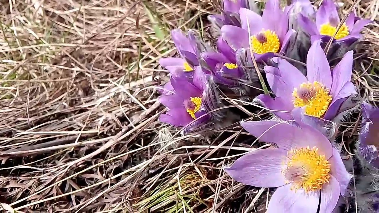 Spring in Brno - Koniklece velkokvěté - YouTube