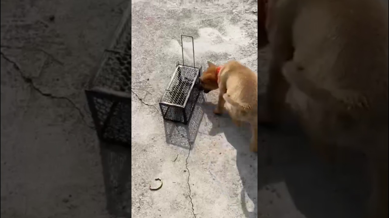 There is a rat inside the net and the puppy tries to get it out #short ...