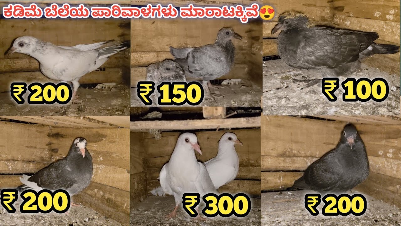 #darshanruchith #pigeon #parivala - YouTube
