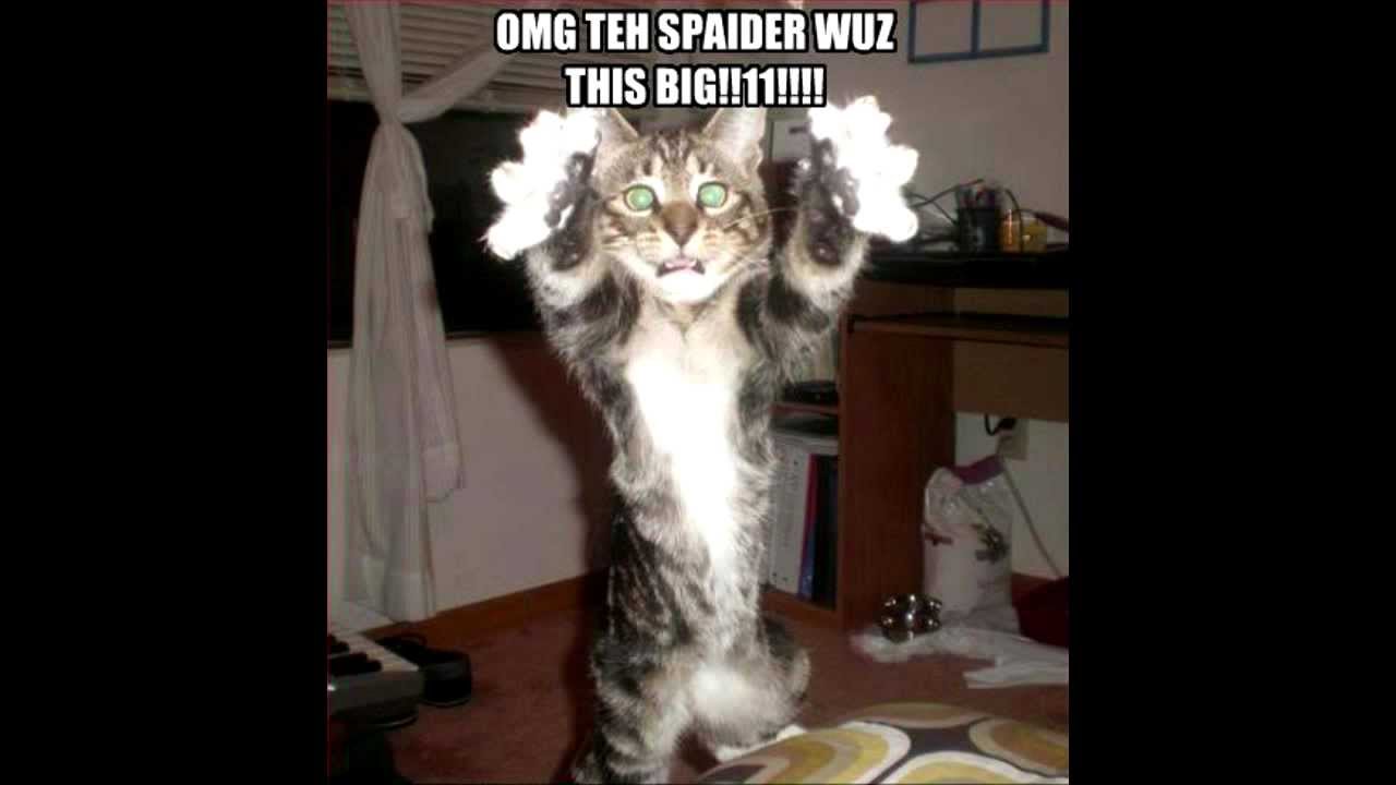 Funny Cats With Words Part 2 YouTube