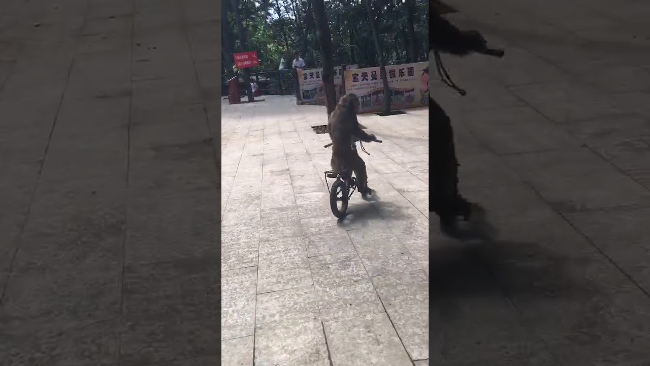 Heboh!!!! Monyet Naik Sepeda Nabrak Pohon - YouTube