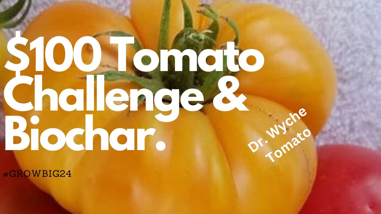 Using BIOCHAR to grow Dr. Wyche Tomato // $100 Tomato // #GrowBig24 Entry Video - YouTube