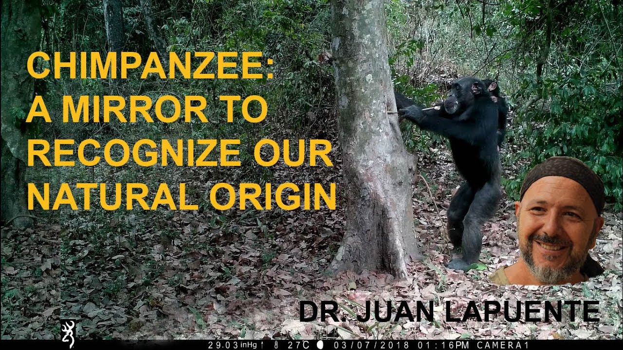 CHIMPANZEES: A MIRROR TO RECOGNIZE OUR NATURAL ORIGIN - YouTube
