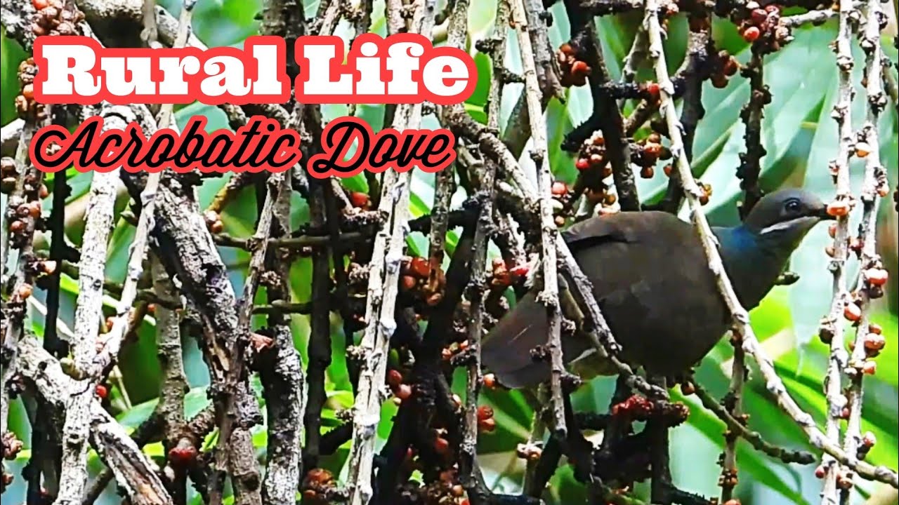 Rural life, Hagimit tree and the Acrobatic bird | Rural life in ...