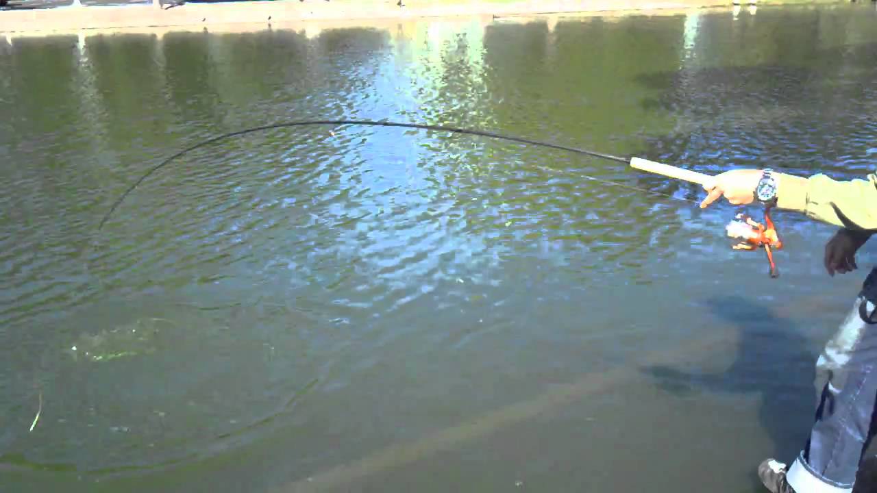 pesca de carpa (carp fishing) - YouTube