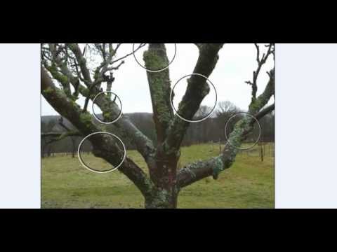 Das Pfropfen 1 - YouTube