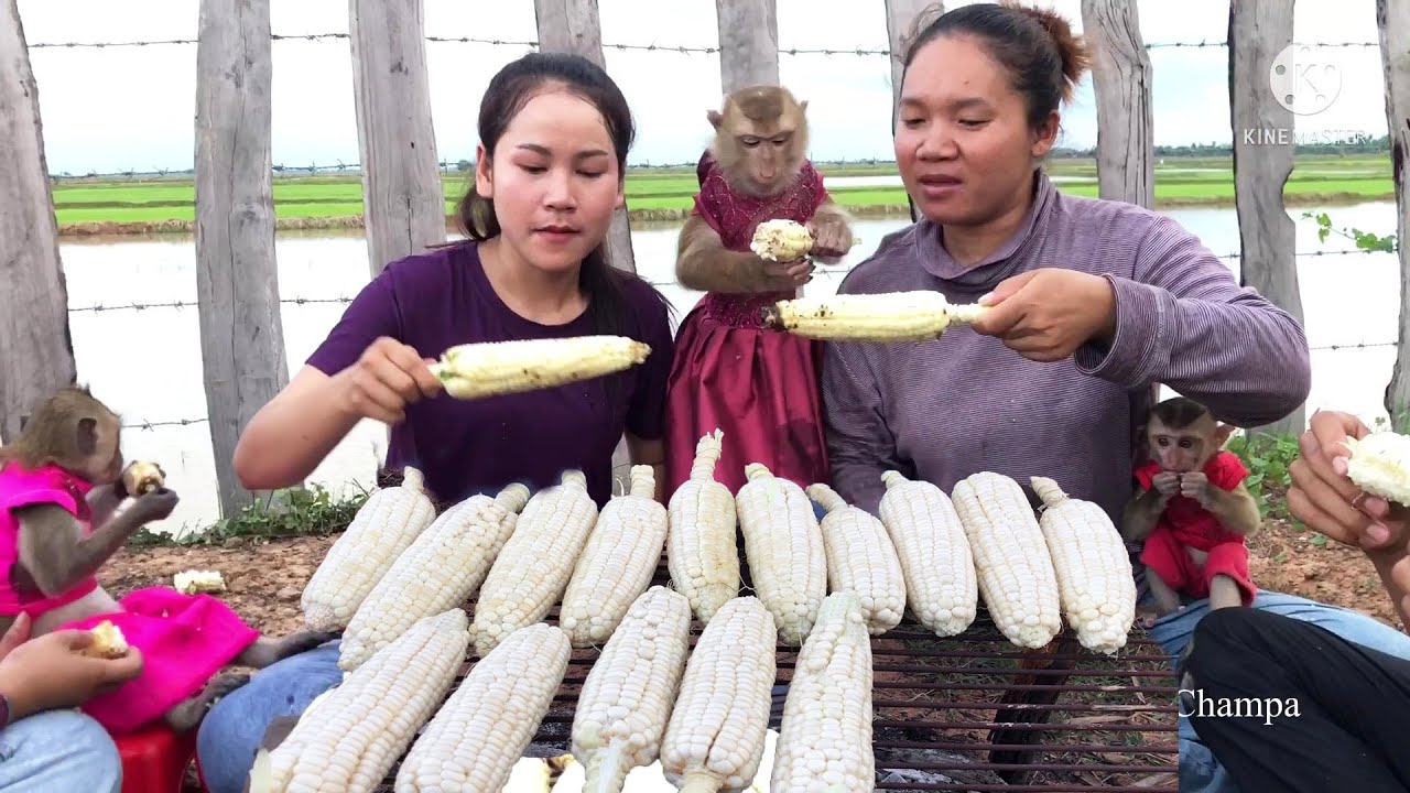 Let's my beloves yaya shally and bede Joining eat grilled corn and ...