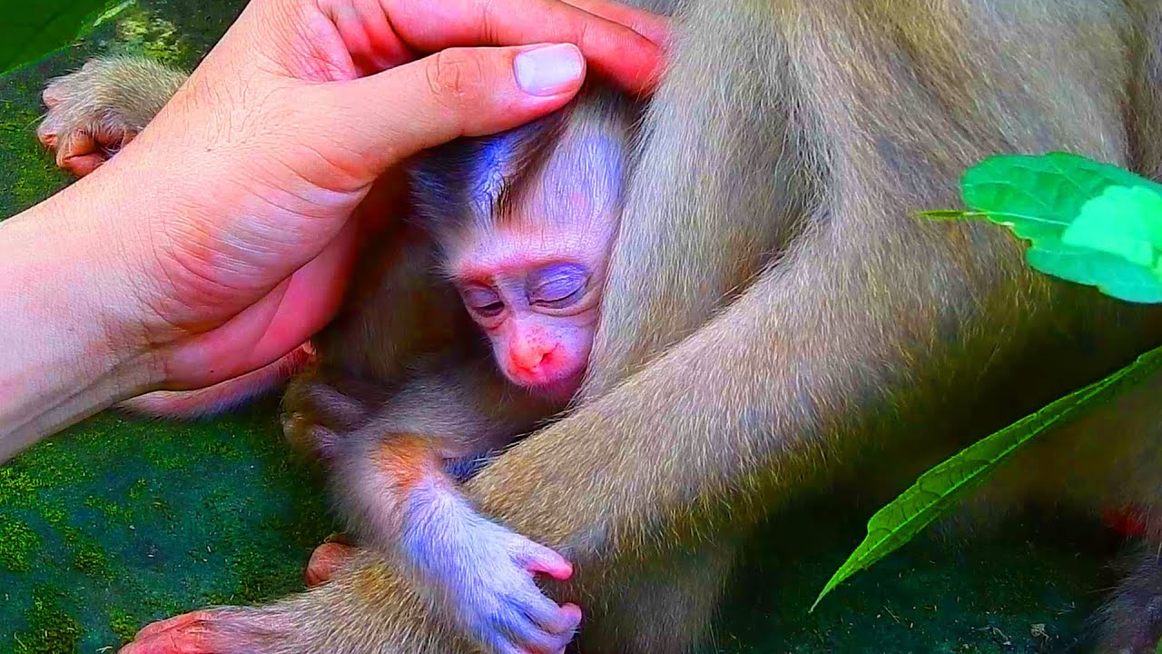 Best moment newborn monkey get deep sleep while she get comfort, Baby sleep well coz she feel ...