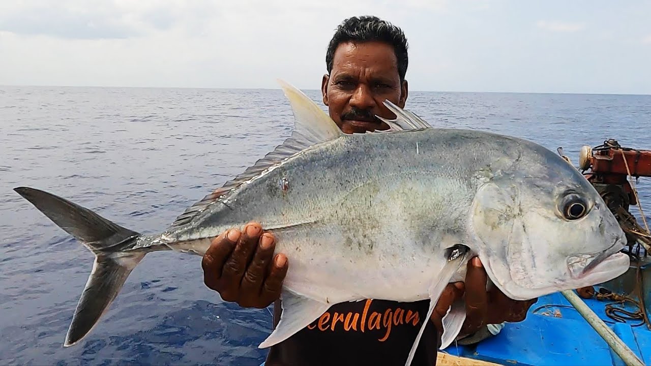 Catching Giant Trevally, Long Nose Trevally & Diamond Trevally Fish in ...