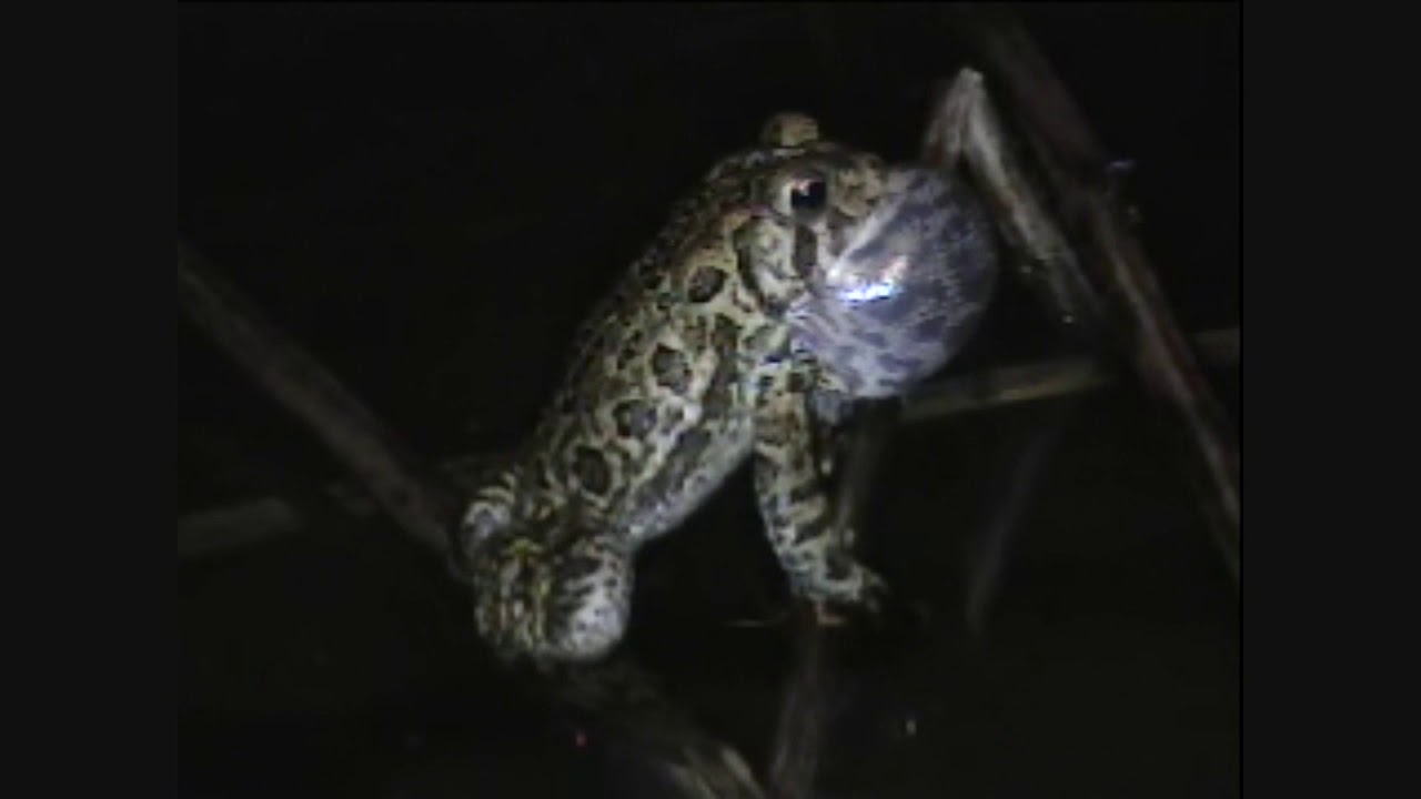 American toad calling 1 - YouTube