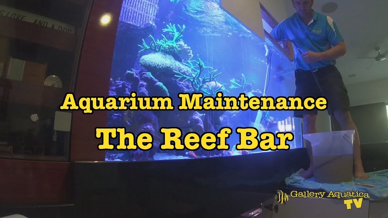 Aquarium Maintenance: The Reef Bar --- Gallery Aquatica TV - YouTube