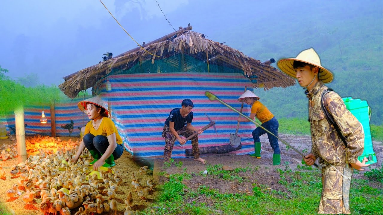 Disinfect the chicken farm, with 680 chickens to face and overcome the ...