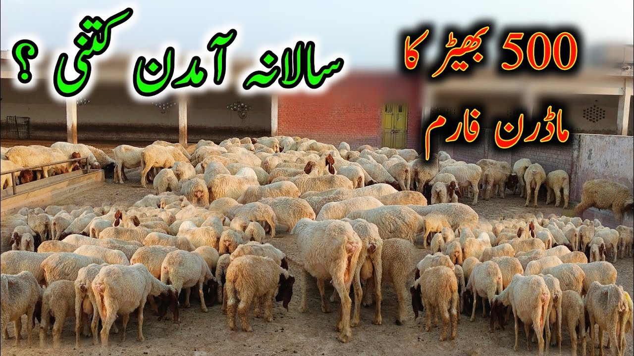 Government Sheep Farm In Okara- Sheap Farming - YouTube