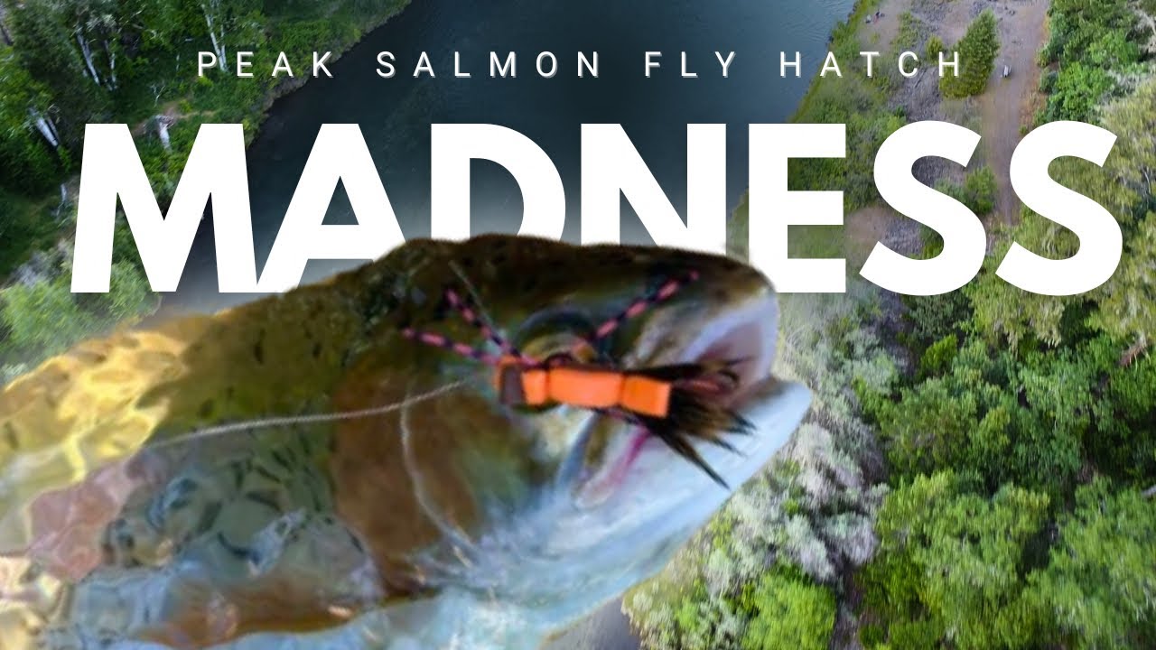 3 Days of Salmon Fly Hatch Madness in Oregon - YouTube