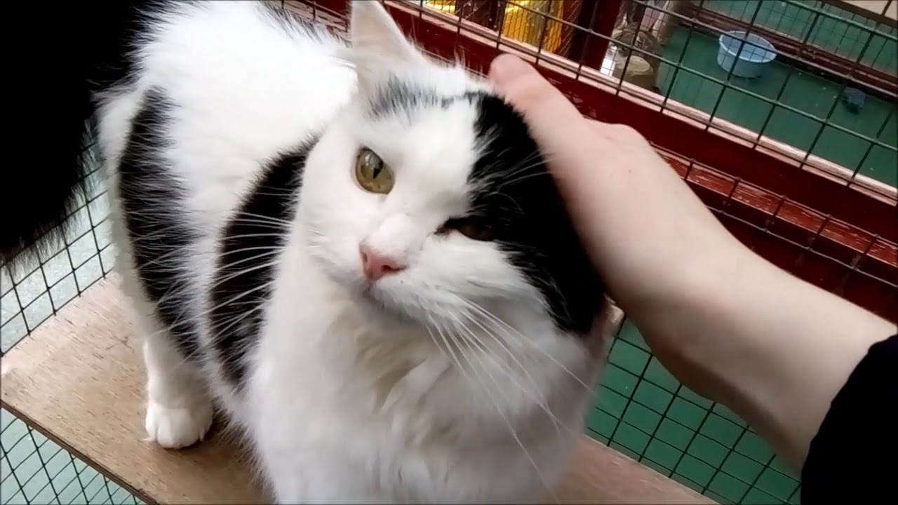 Cat Whispering - Grooming time at the cattery! - YouTube