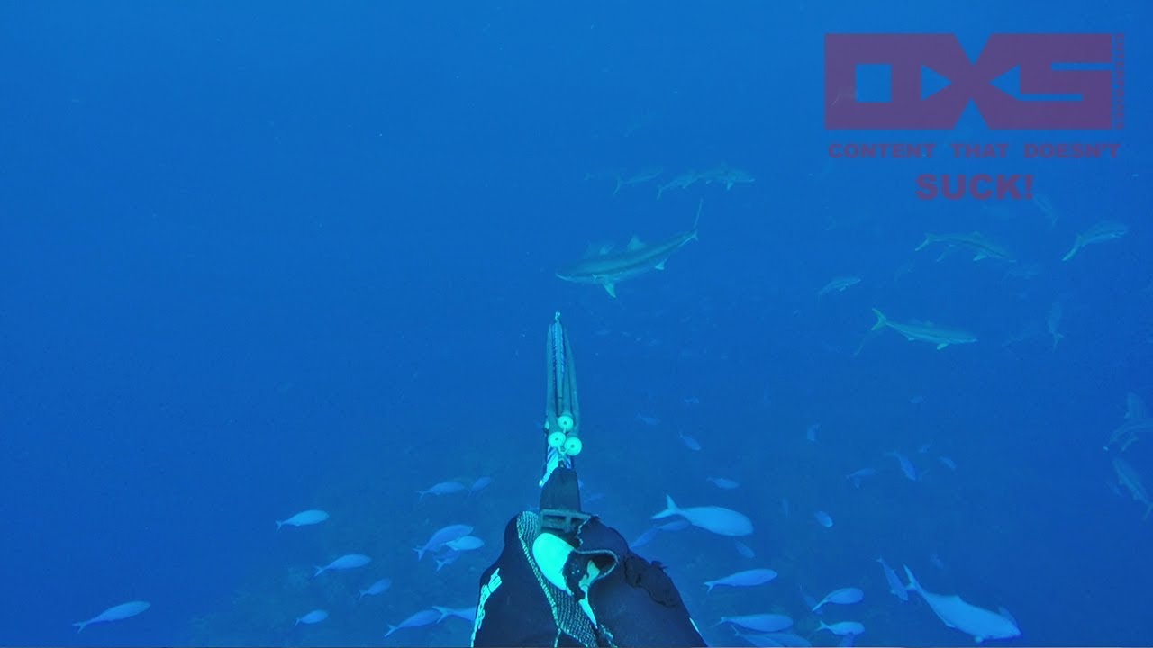 How Good Is White Island Diving!? - YouTube