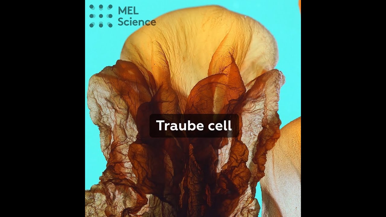 Traube cell - YouTube
