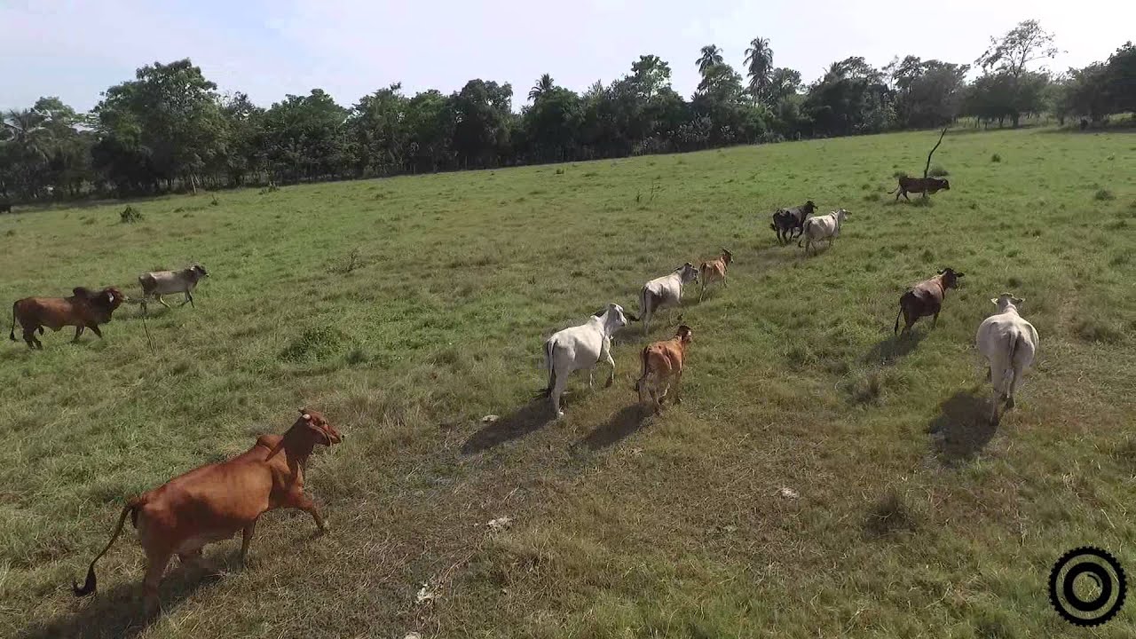 Arreando vacas ganado, Colombia. Dji Phantom 3 (drone) - YouTube