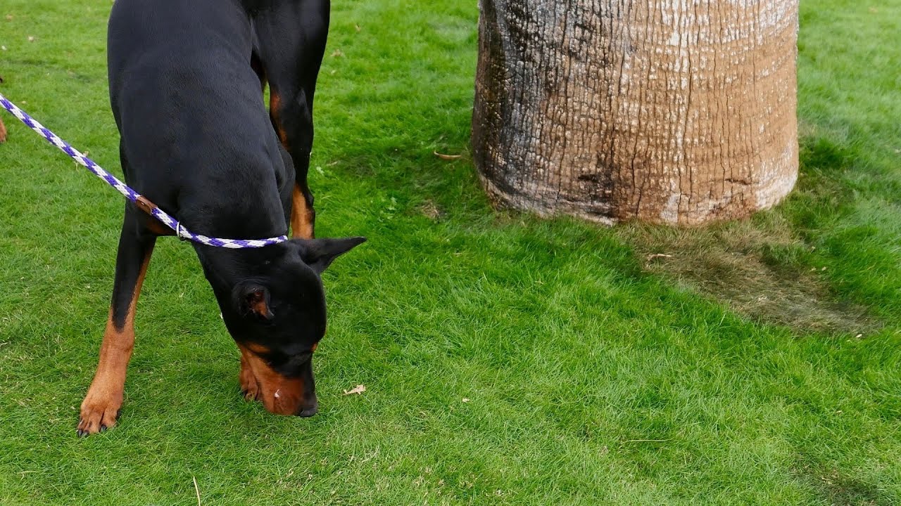 How to Properly Groom a Doberman Pinscher s Ears A Step by Step Guide ...