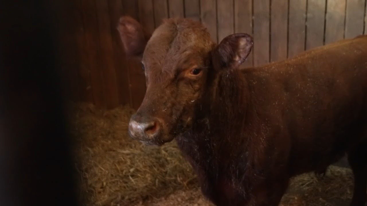 Wranglers catch final loose cow in Louisville more than 4 weeks after ...