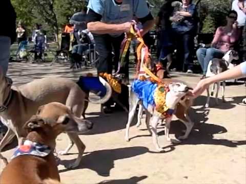 Italian Greyhound Costume Party - YouTube
