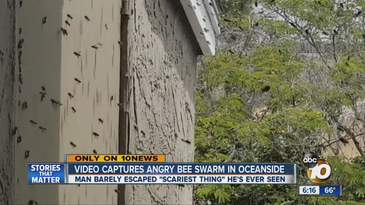 Caught on camera: Massive, angry bee swarm outside Oceanside man's ...