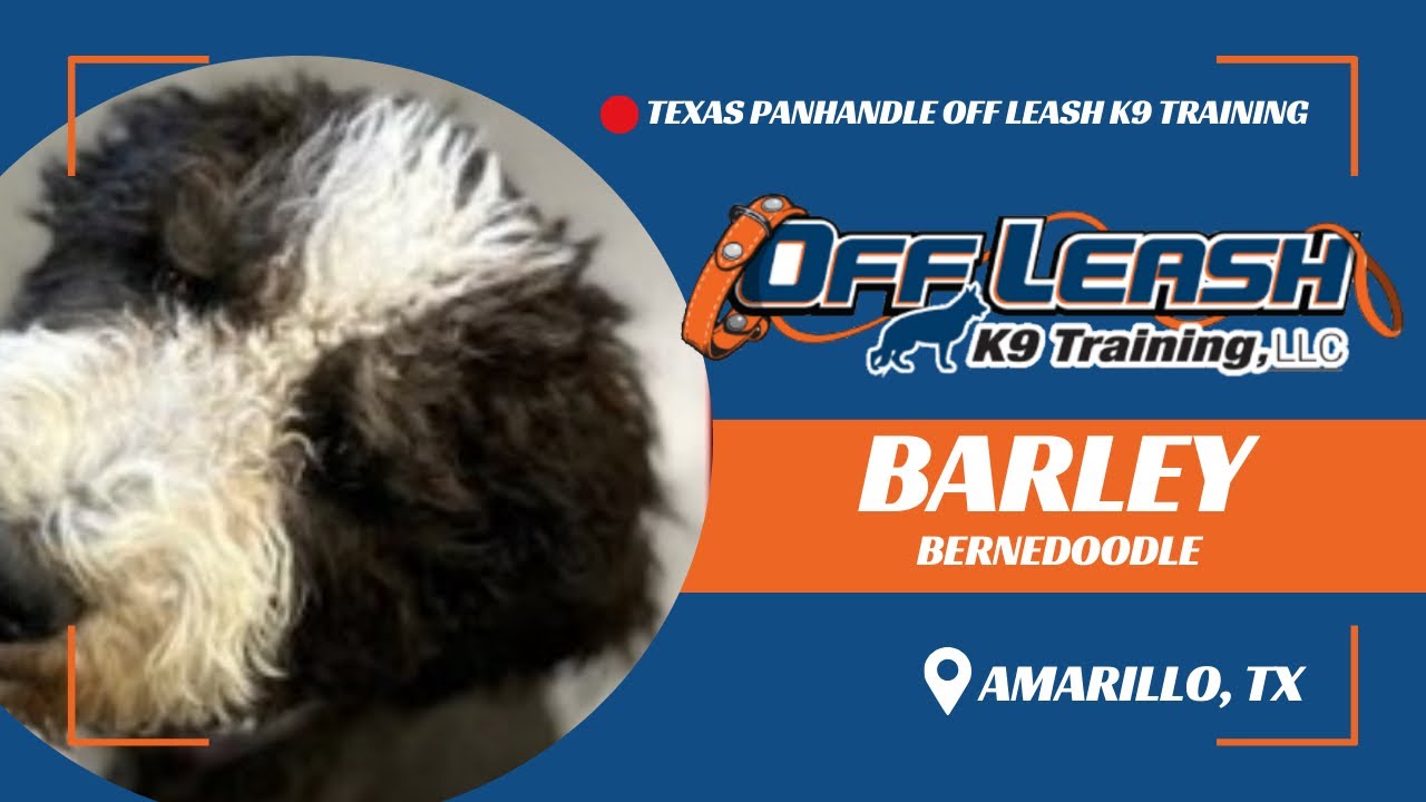 Texas Panhandle Off Leash K9 Training: Barley, the 5-Month-Old Bernedoodle - YouTube