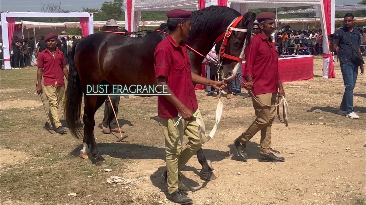 When Pride of Palace Stallion RAJSWAROOP Reached in Display of Mavali ...