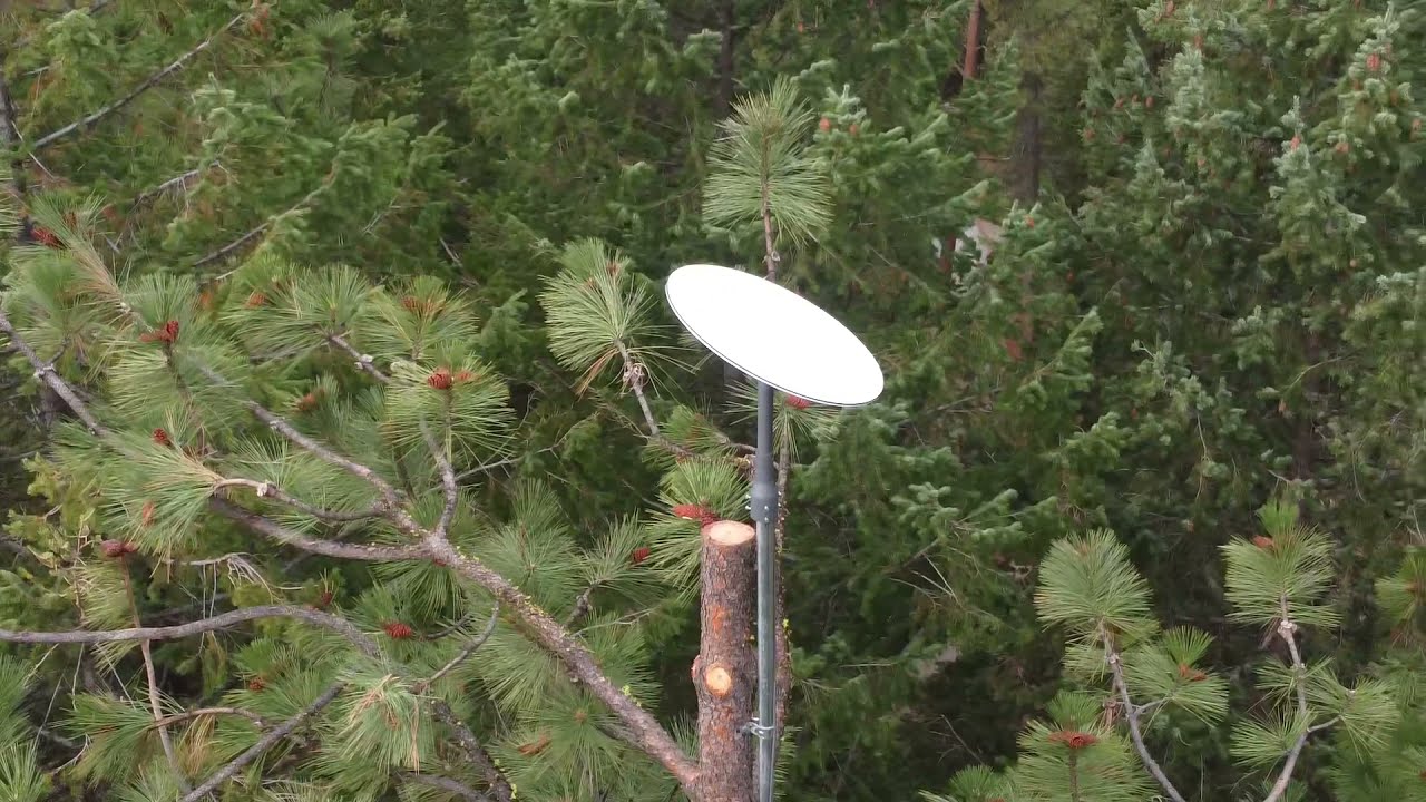 Starlink on Tree - YouTube