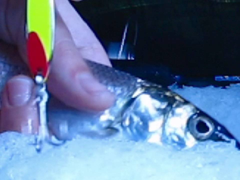 Cisco herring fishing on Lake Simcoe. - YouTube