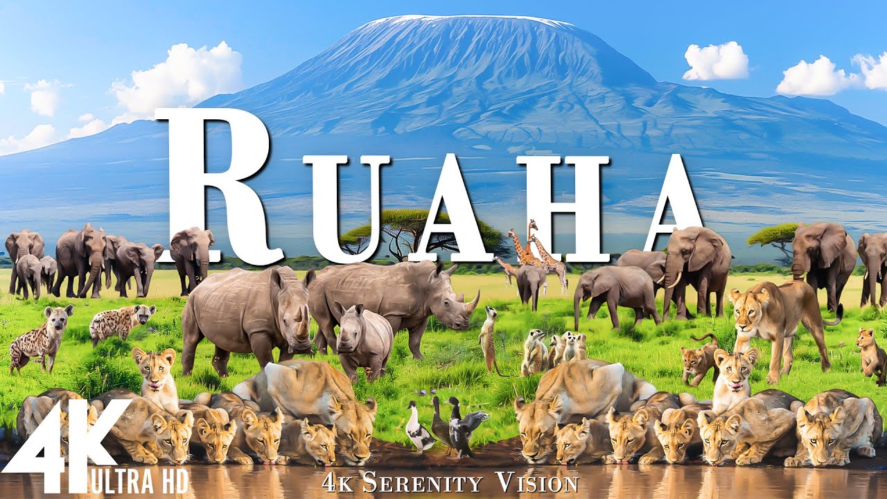 RUAHA NATIONAL PARK 4K (60FPS) - Amazing Wildlife Safari Documentary ...