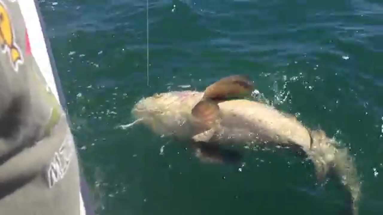 Corey Sargeant vs the 350lb Goliath Grouper - YouTube