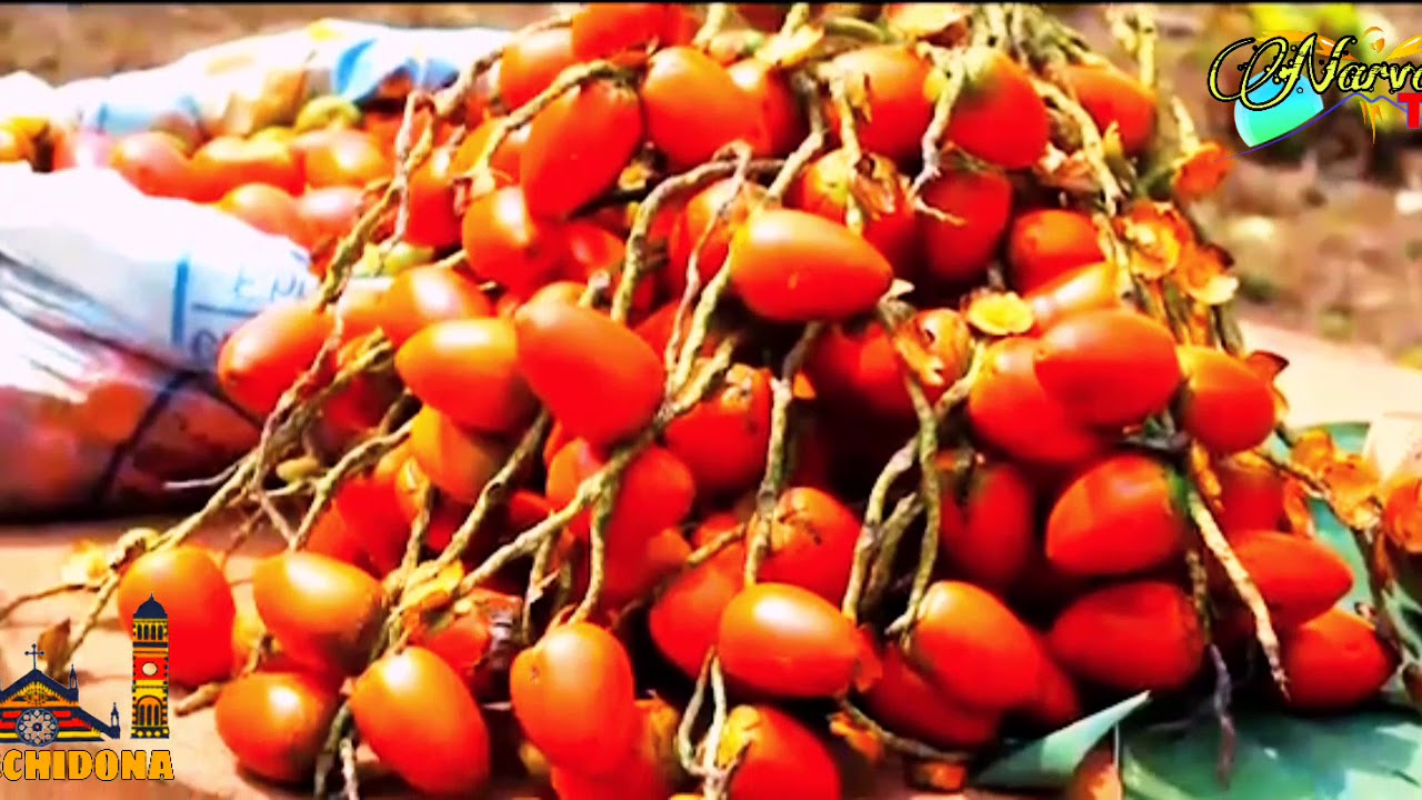 Fiesta de la Chonta en Archidona Ecuador el mes de Abril - YouTube