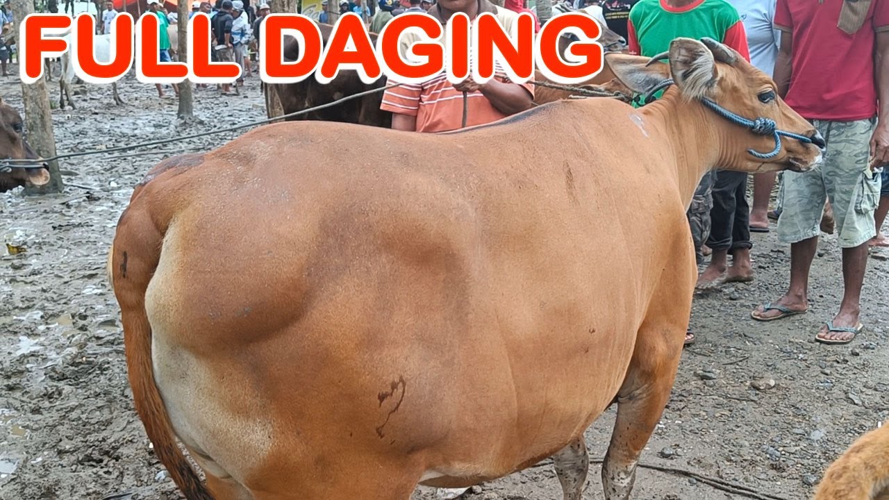 FULL DAGING SAPI BALI SUPER - YouTube