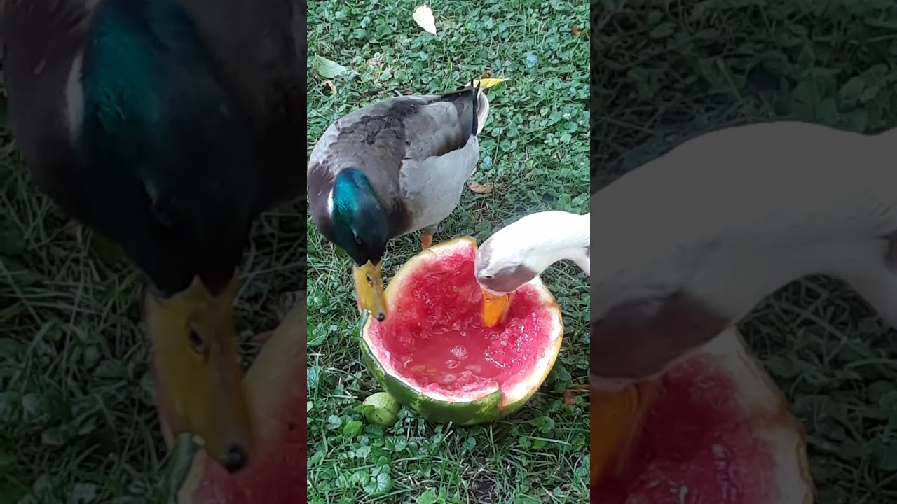 Pet ducks eating watermelon - YouTube