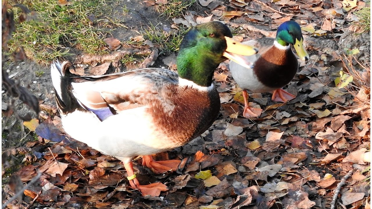CANARD COLVERT GEANT (Milardello Blog) - YouTube
