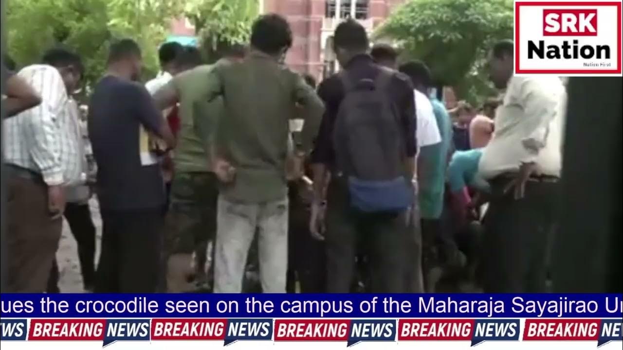 Vadodara, Gujarat: Forest Department rescues the crocodile seen on the campus of the Maharaja ...