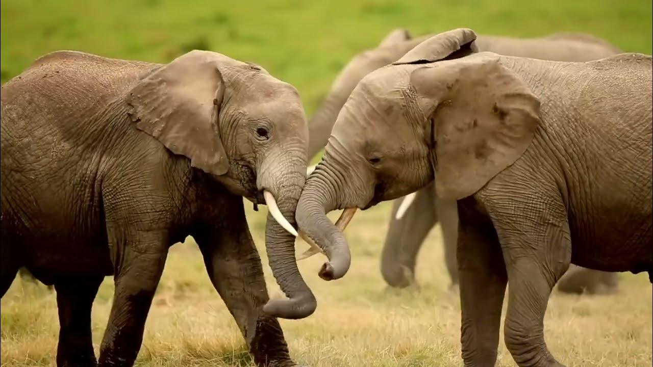 wild life Documentary | Animal lives in nature | How to live Animal in ...