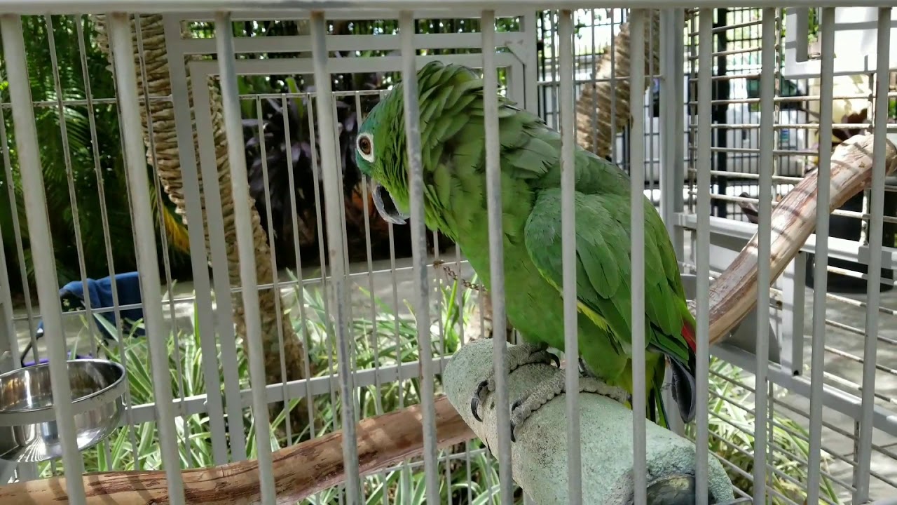 Paquita ( The Parrot) crying like a baby. - YouTube