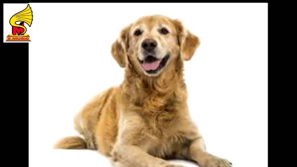 Friendly DOG Sound Effects = Animal Sound for Children - YouTube