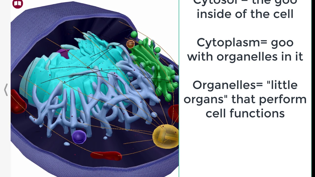 Cells-- the basic breakdown - YouTube
