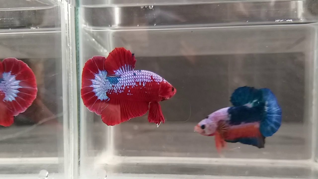 Betta Fish | Red Samurai - YouTube